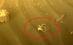 NASA rover discovers weird string-like object on Mars that goes viral